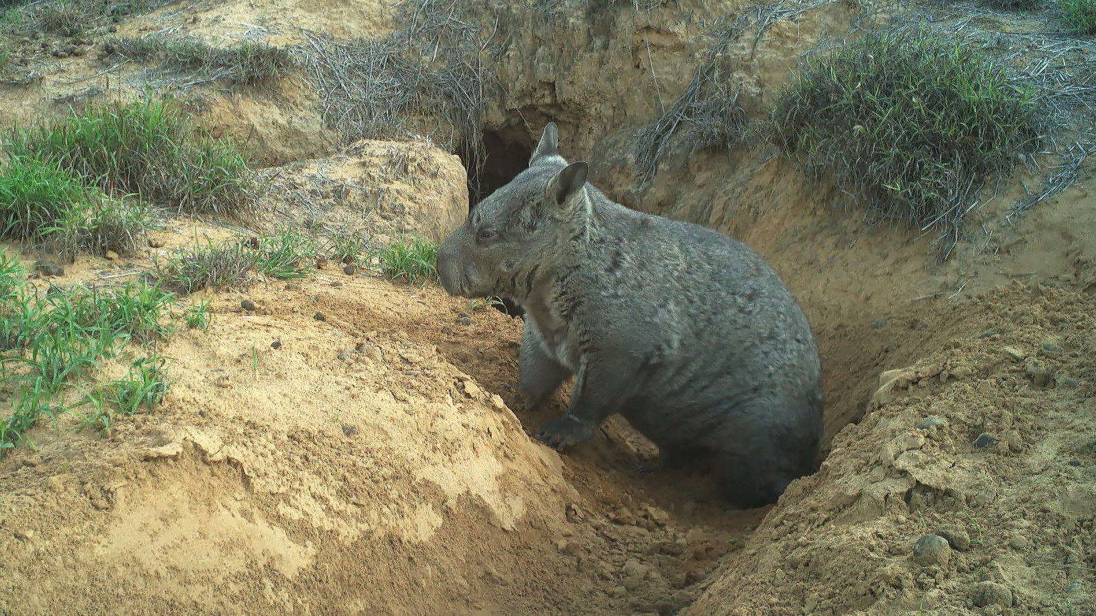 Northern hairy-nosed wombat program